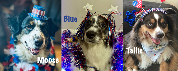 ASF July 4th Auction & Raffle Banner