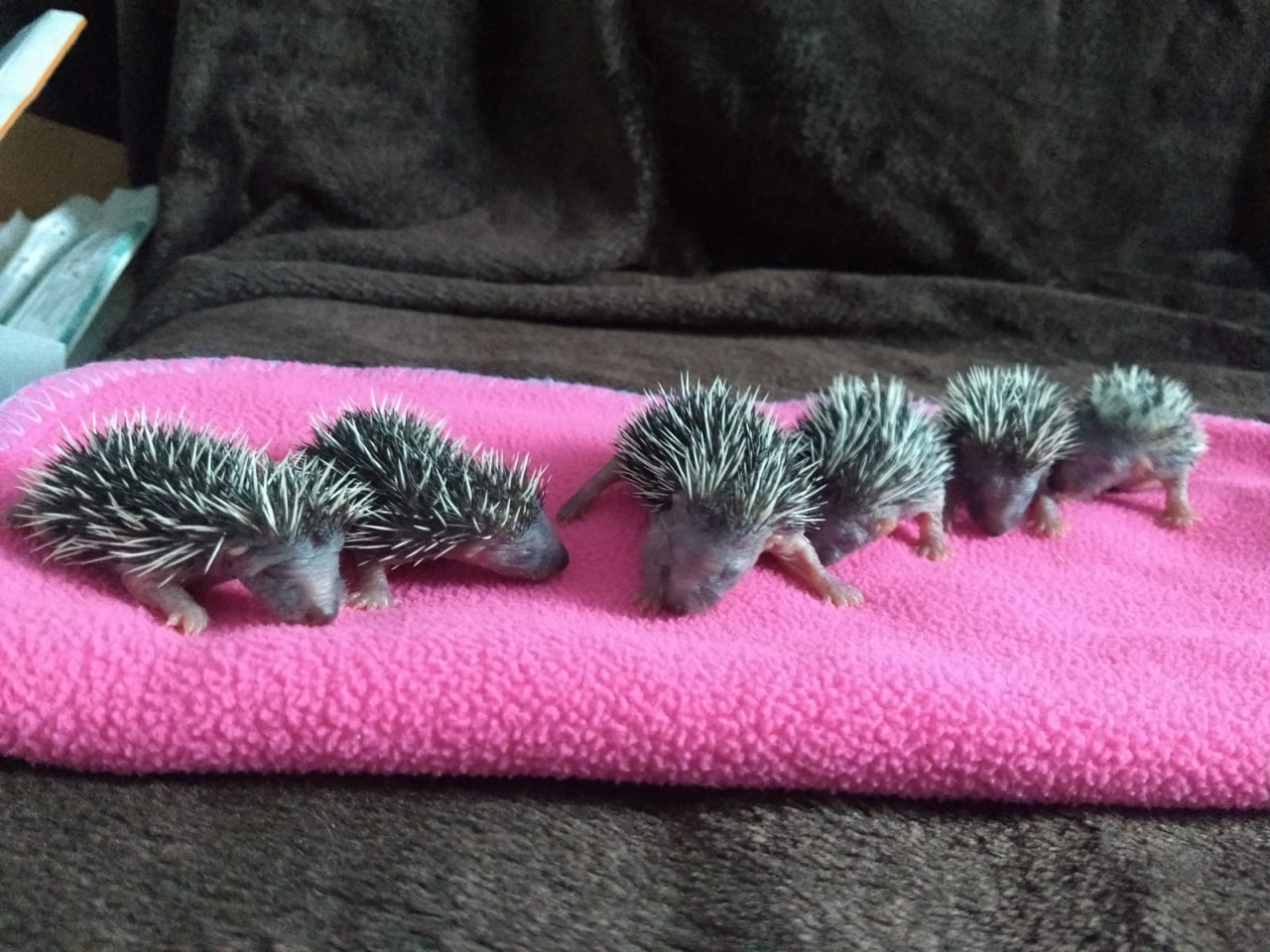 Prickles In A Pickle Hedgehog Rescue Banner