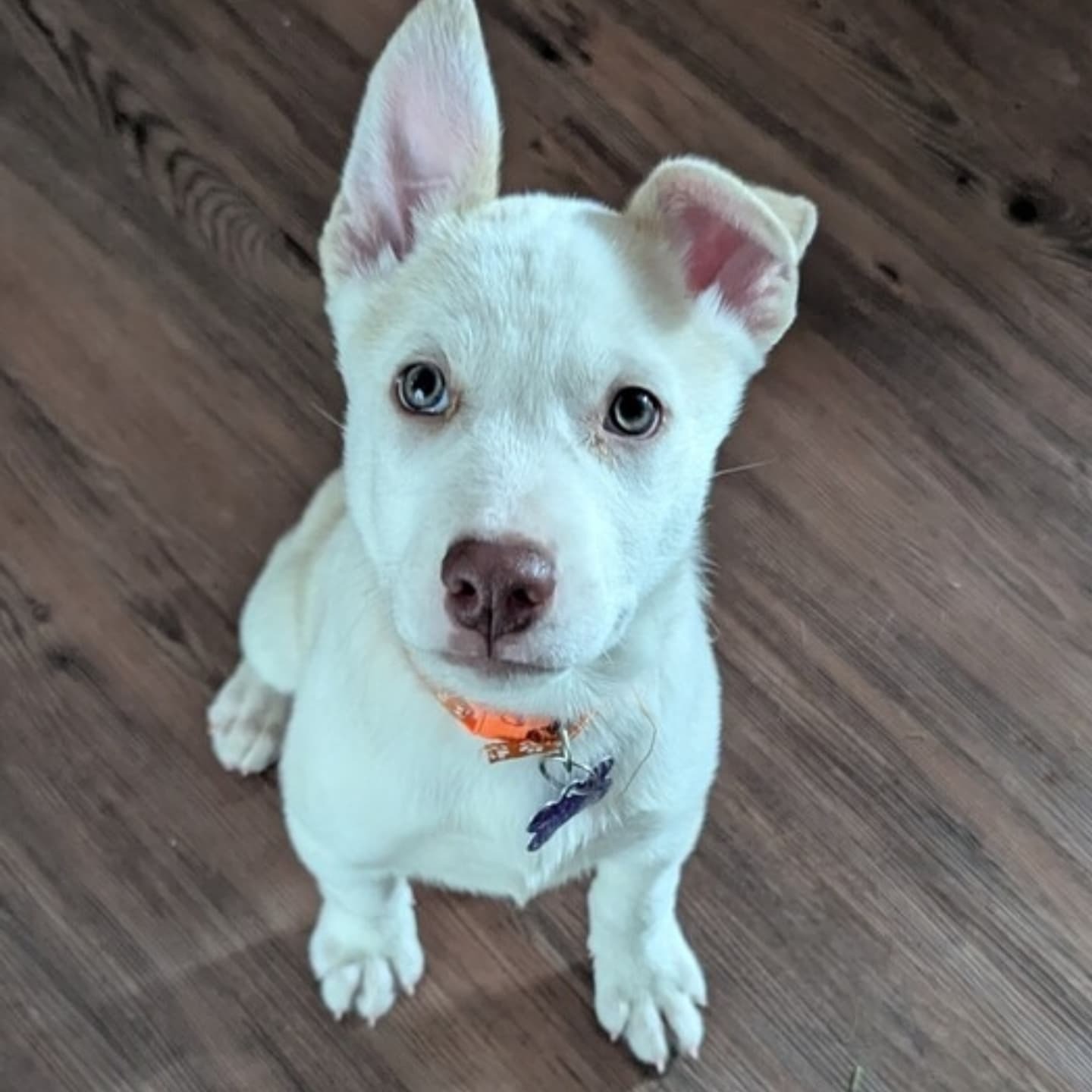 Brown Paws Rescue Hot Diggity Dog Silent Auction 2025 Banner