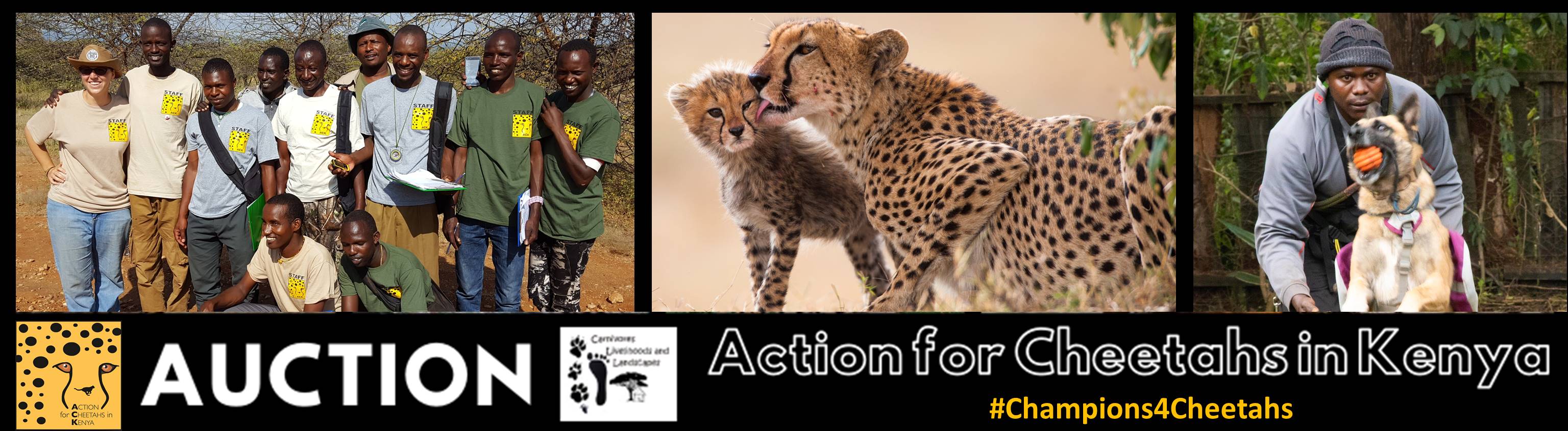 Auction For Cheetahs Banner