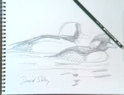 David Sibley | Drawing #1: BUFFLEHEAD PAIR
